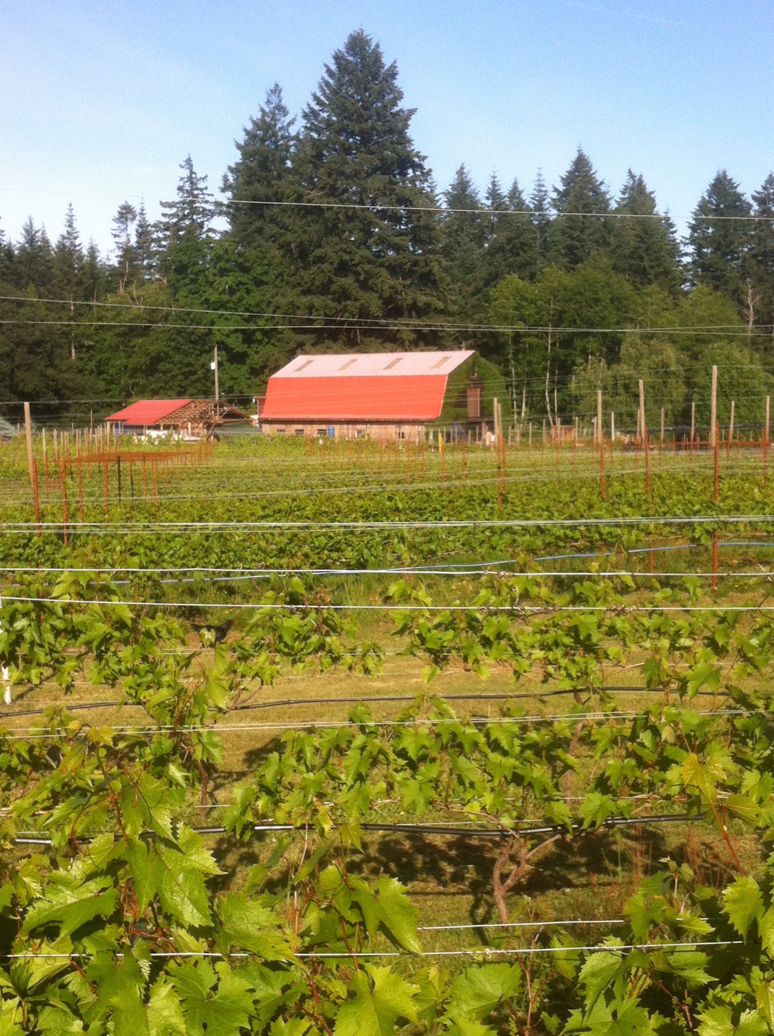 SouthEnd Farm Winery - My VanCity