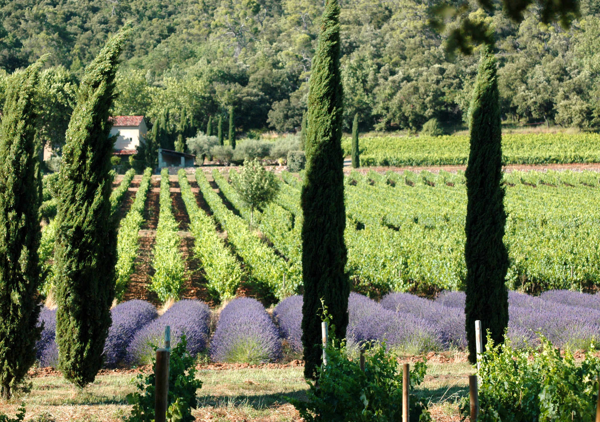 Free Provence Rosé Tasting to Celebrate Rosé Month - My VanCity