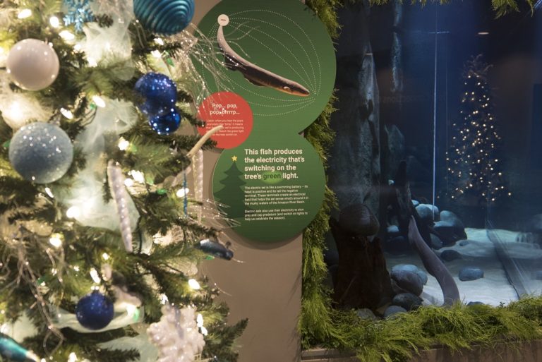 Holiday Sleepover at Vancouver Aquarium - My VanCity