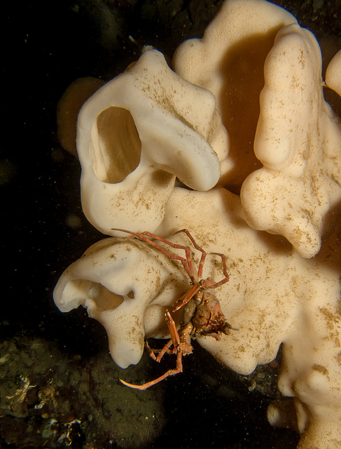 New protection measures for Atl’ka7tsem/Howe Sound’s unique glass ...