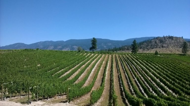 It’s Always Wine Time with Wild Goose Vineyards - My VanCity