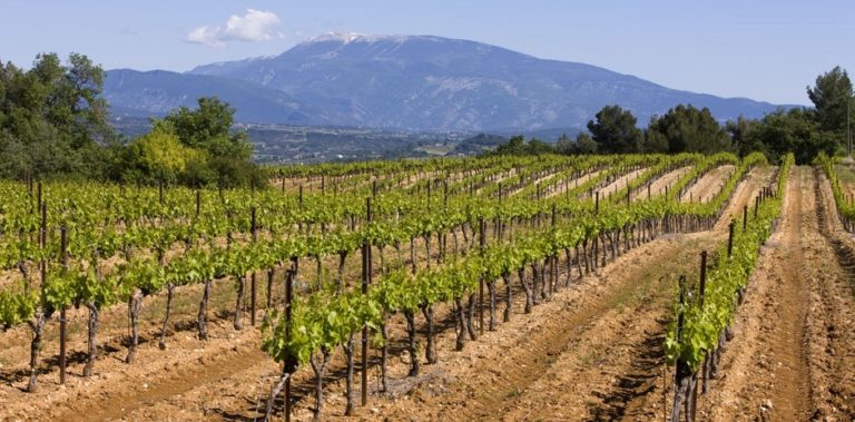 Discover the Red Wines of Côtes du Rhône and Rhône Valley AOC to pair ...