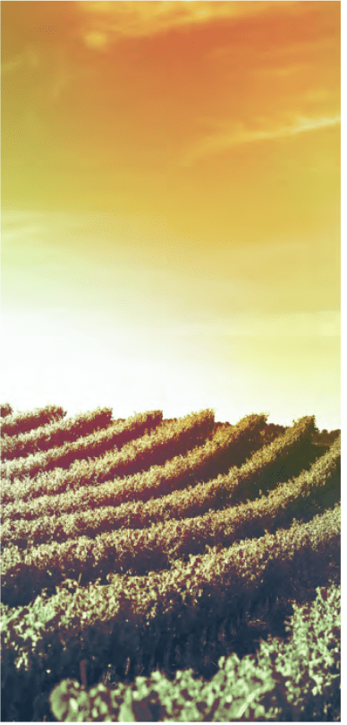 Côtes du Rhône and Côtes du Rhône Villages AOCs Celebrate Women in Wine ...