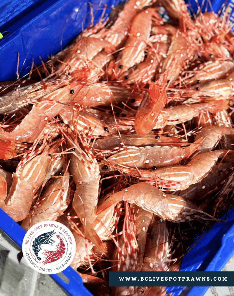 BC Live Spot Prawns Announces 2025 Season - My VanCity