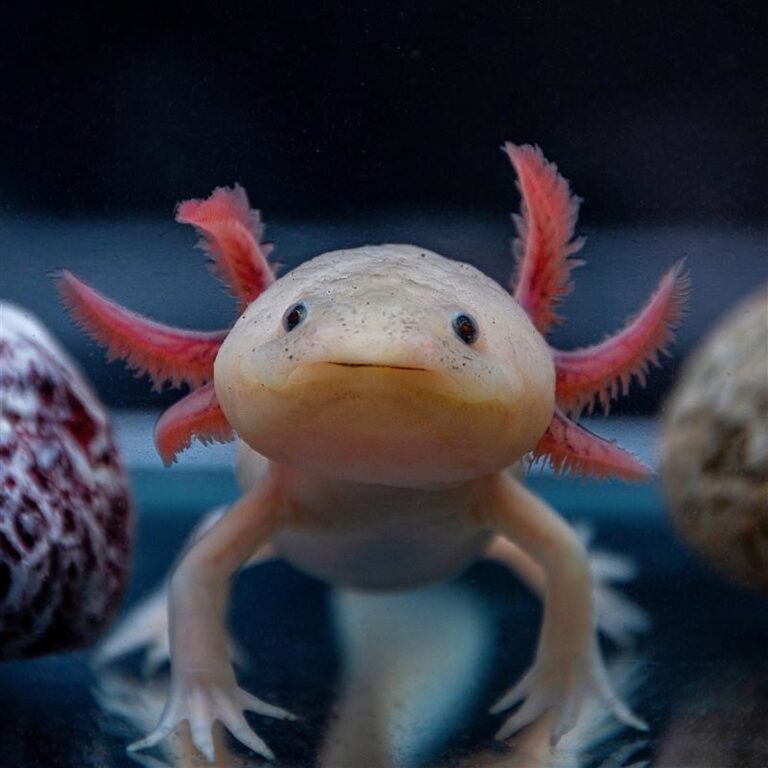 “Smile Like An Axolotl” - My VanCity