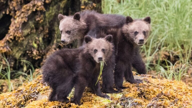 Aspire Canada Tours Announces Same-Day Grizzly Bear Expedition - My VanCity