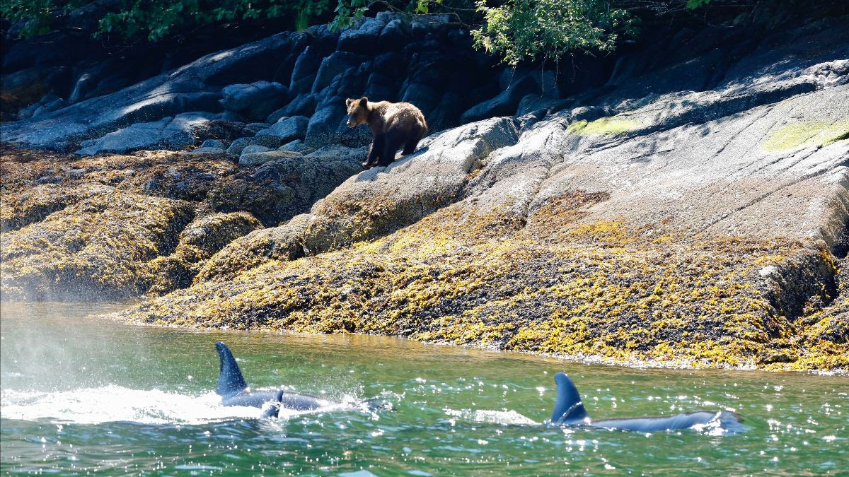 Aspire Canada Tours Announces Same-Day Grizzly Bear Expedition - My VanCity